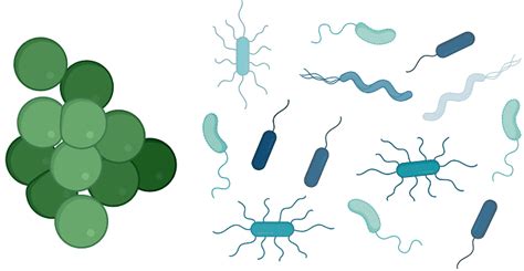 Gardnerella Vaginalis Microbiology Class