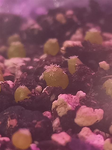 Strombocactus Disciformis From A Seedling To A Flower Rcactus