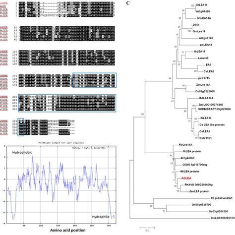 Soybean Root System Architecture Schematic Representation Of The Download Scientific Diagram