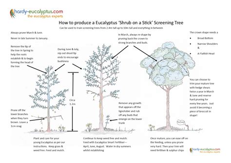 Pruning Guides For Eucalyptus Hardy Eucalyptus