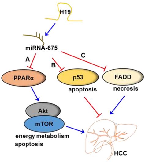 ncrna free full text long noncoding rna h19 a novel oncogene in