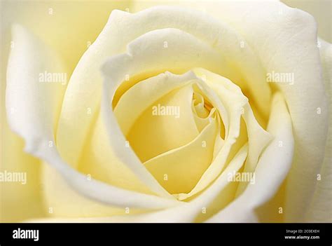 Seduction Hi Res Stock Photography And Images Alamy