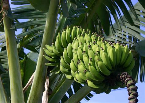How To Plant A Banana Tree