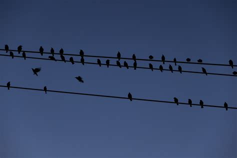 The Simple Reason Why Birds On A Power Line Usually Face