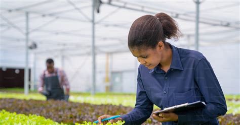 유기농 채소 수경 농장에서 일하는 아프리카 여성 농부 여성 수경 샐러드 정원 주인은 수확을 위해 온실 농장에서 야채의 품질을 확인합니다 식품 생산 사업 산업 개념 사진