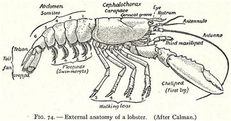 Anatomy Of A Lobster Lobster Anatomy Youtube Background Chong