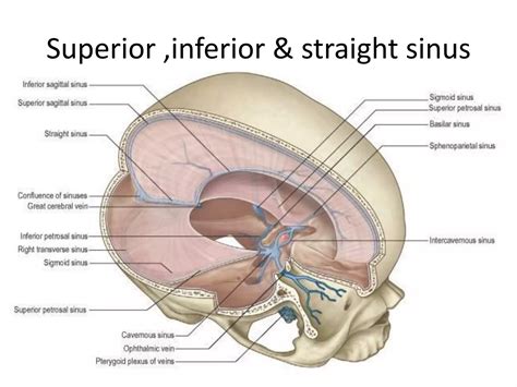 Dural Venous Sinuses Pdf