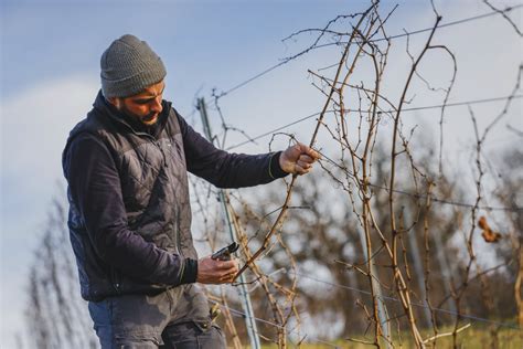Ils font bouger l Isère Steve Chapelin le vigneron qui ressuscite les vignes iséroises