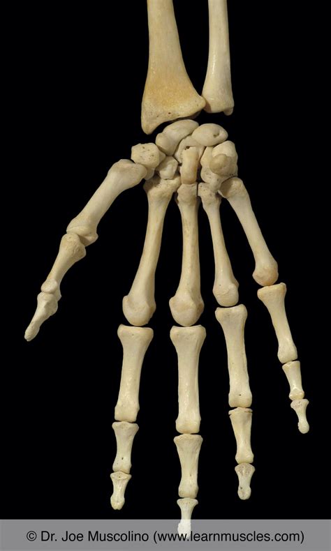 Metacarpals Learn Muscles