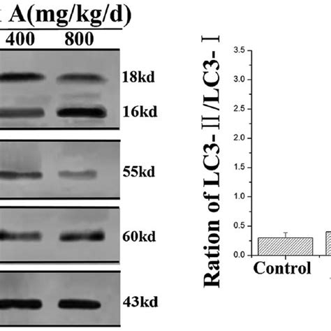 Expression Of Lc3 Ii P62 P Pi3k P Akt P Mtor And Pten Protein In
