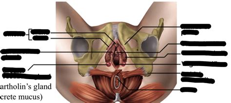 Reproductive Anatomy Labeling Diagram Quizlet