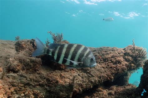 Florida Reef Fish Identification With Names And Photos