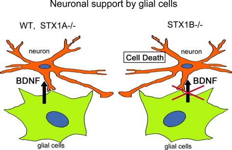 Hpc‐1syntaxin 1a And Syntaxin 1b Play Distinct Roles In Neuronal