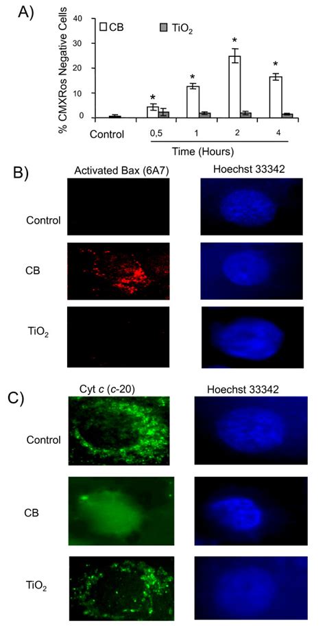 Distinct Apoptotic Pathways In 16hbe14o Cells After Cb And Tio2 Np
