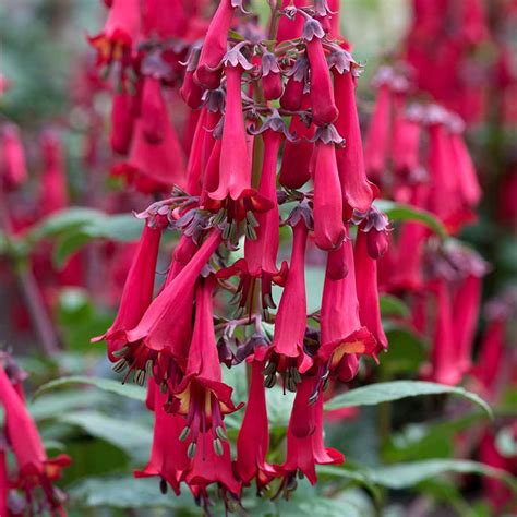 Phygelius Colorburst™ ‘deep Red Terra Nova® Nurseries Inc