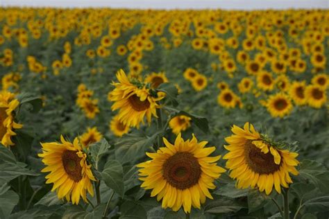 Земеделци присвоиха 7 тона слънчоглед Lupa Bg