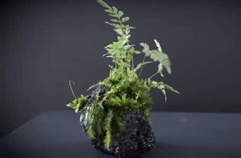 Dcc5f9a8 Dccd 437b 84c2 7ebecb72bfc0 苔テラリウム専門サイト｜道草michikusa 苔テラリウム 小さなコケの森／コケ商品の企画販売・ワークショップ