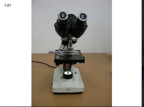 Diagram Of Histology Practical Quizlet