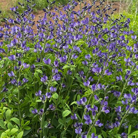 Blue Wild Indigo — Annapolis Seeds