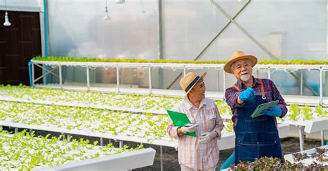 아시아 노인 부부 농부는 유기농 수경 채소 농장에서 함께 일하는 디지털 태블릿을 사용합니다 남자와 여자 샐러드 정원 주인은 온실 농장에서 상추 야채를 검사하고 수확합니다