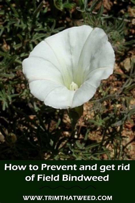 How To Prevent And Get Rid Of Field Bindweed Plants Field Small Flowers
