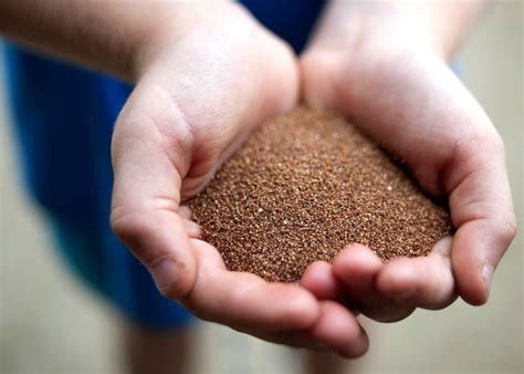 These 15 Ancient Grains Make Better Chicken Feed Than Corn And Soy