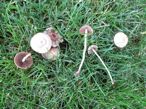 Panaeolus Foenisecii Spore Print