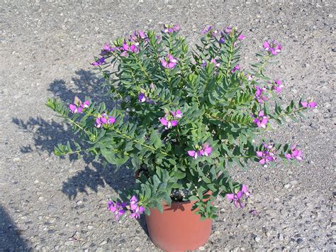 Polygala Myrtifolia Gorini Piante