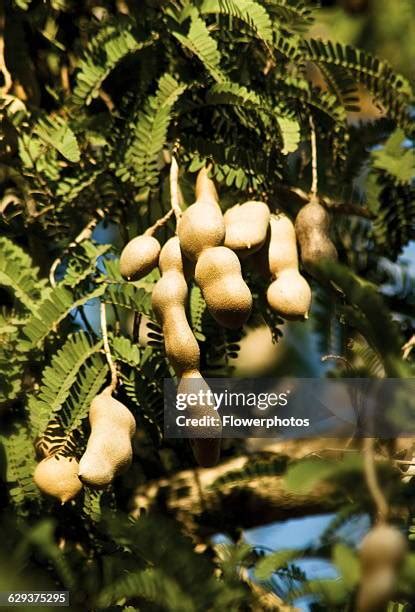 Tamarind Flower Photos And Premium High Res Pictures Getty Images