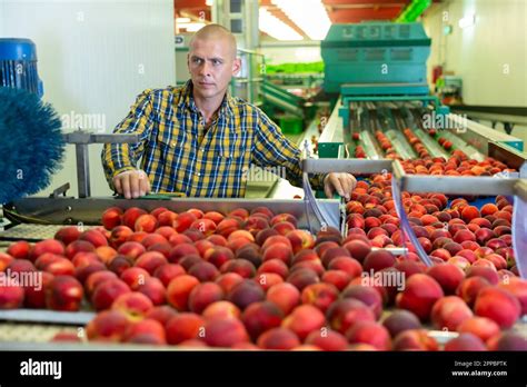 male employee sorting fresh ripe peaches on producing grading line