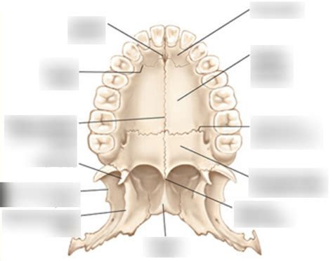 Teeth Hard Palate Intraoral Structure 1 Diagram Quizlet