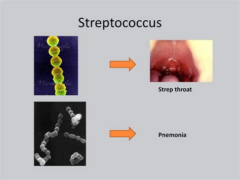 Growth And Reproduction Ppt Download Growth And Reproduction Ppt Download