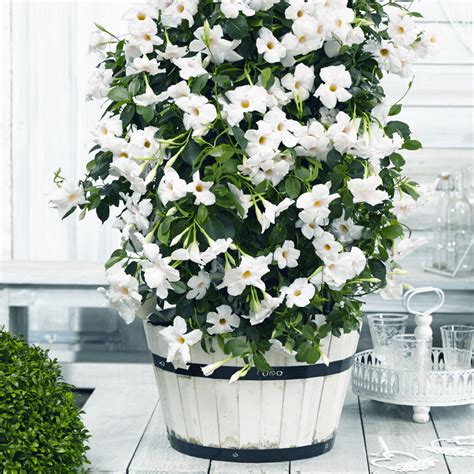 Dipladenija - Cvetličarna Lilija