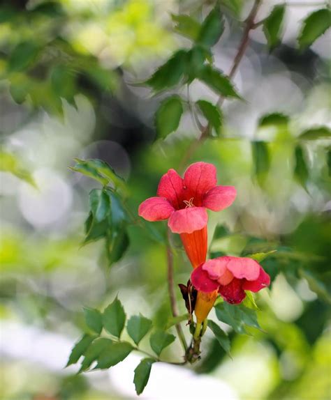 Floral Trumpet Photograph By Katherine White Fine Art America