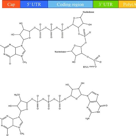 Mrna Structural Features A A Basic Structure Of A Eukaryotic Mrna