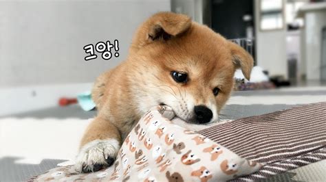 금이빨빼고 모조리 깨물어줄게 파괴의신 아기강아지 Youtube