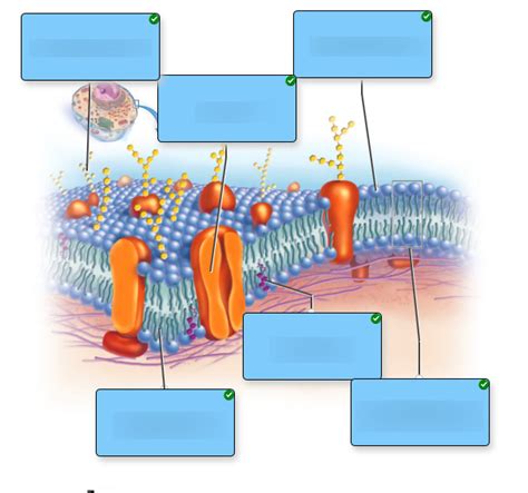 Phospholipid Bilayer Diagram Quizlet Phospholipid Bilayer Diagram Quizlet