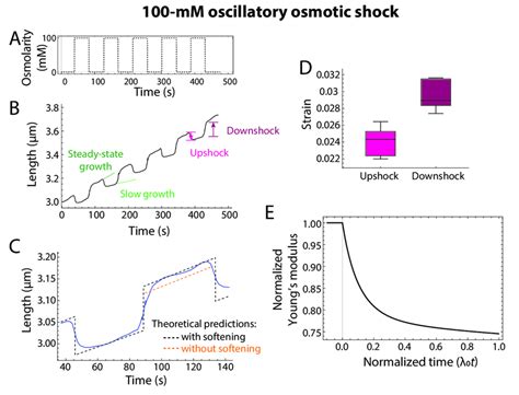 Stored Growth During Cycles Of Hyper And Hypoosmotic Shocks Can Be Download Scientific Diagram
