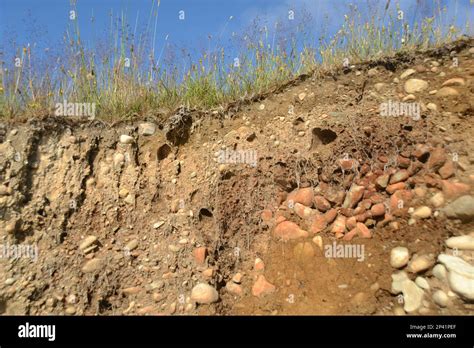 A Cutting Reveals The Soil Structure On A Farm Near Lake Brunner West Coast New Zealand Stock