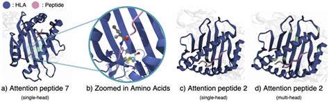 [neurips 2022] Hla Peptide Binding Prediction Model For The Personalized Treatment Of Cancer