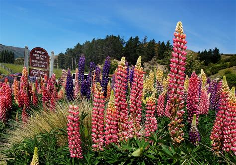 무료 이미지 식물학 정원 플로라 야생화 꽃들 Publicdomain 핑크 꽃 러셀 루핀 루피 너스 폴리 릴 루스 도로변 컬러 풀 플라워 이리 같은