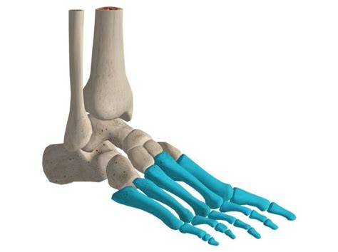 Foot And Ankle Anatomy Explained By Surgeon Andy Hughes