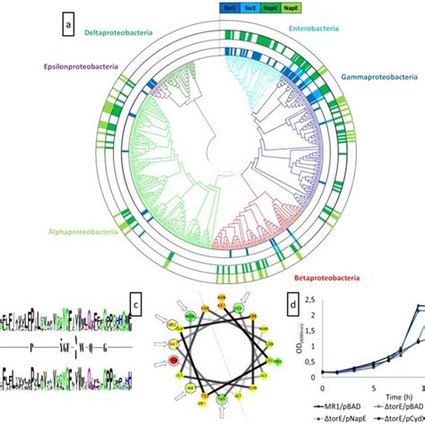 Structure Modelling Of The Torc Tore Complex Torc And Tore Download Scientific Diagram