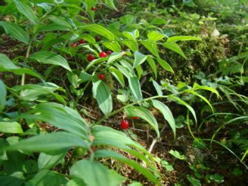 跡見群芳譜 野草譜 タケシマラン