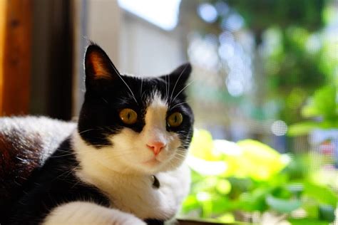 「風子」 写真共有サイト「フォト蔵」