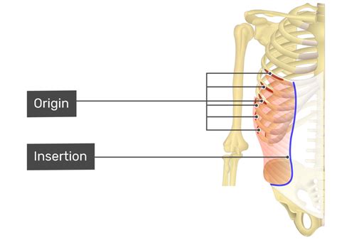 External Oblique Origin And Insertion Point Abdominal External Oblique