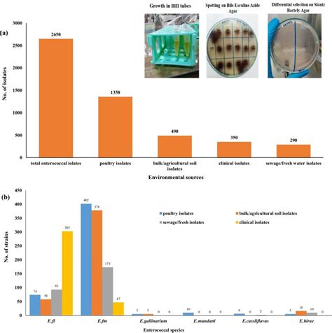 abrar hussain on linkedin molecular assessments of antimicrobial protein enterocins and quorum…