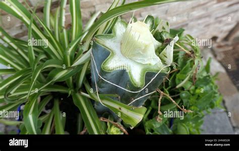 Single Lone Cut Cactus In Andalusian Flowerbed With Spider Plant And