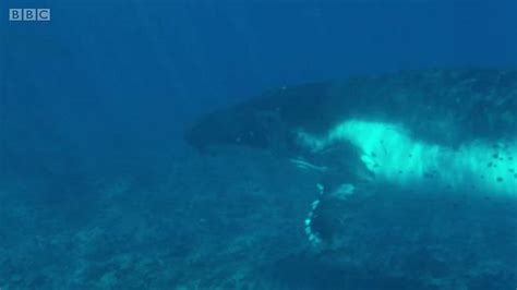 매년 노래를 바꾸는 혹등고래 Bbc News 코리아