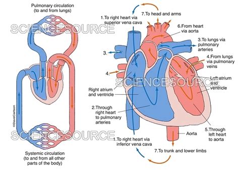 Human Circulatory System Heart